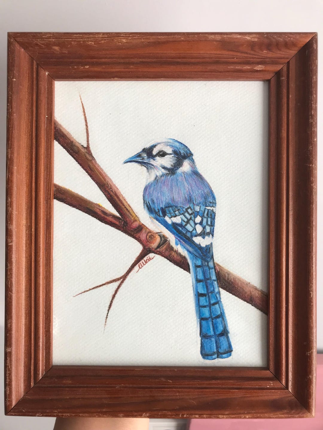 Framed Original Realistic Blue Jay Drawing - (with Derwent Colored ...