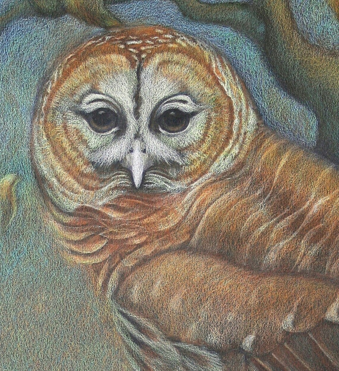 Barred Owl in Tree - Etsy