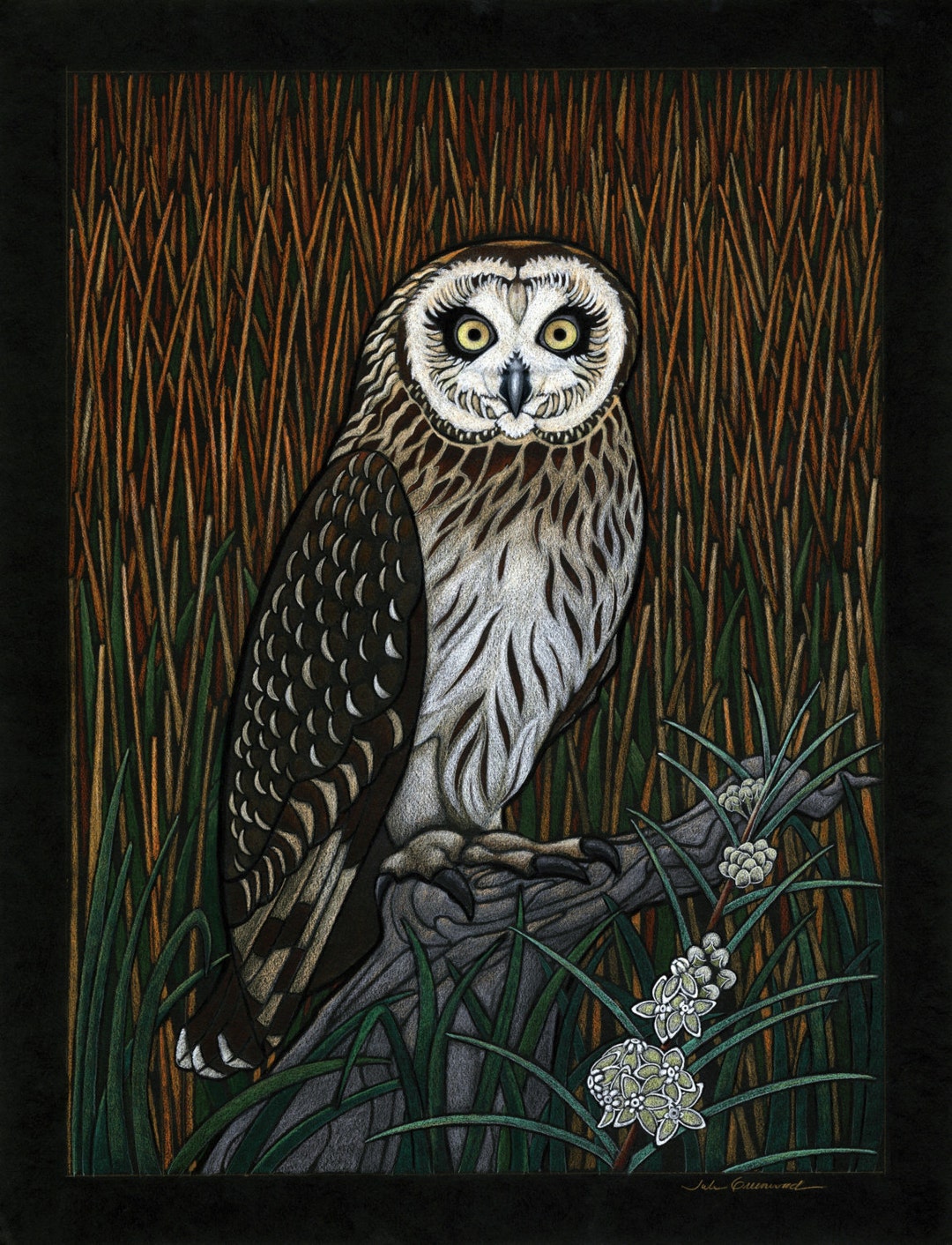 MN Series: Short Eared Owl (special Concern), Narrow Leaved Milkweed ...