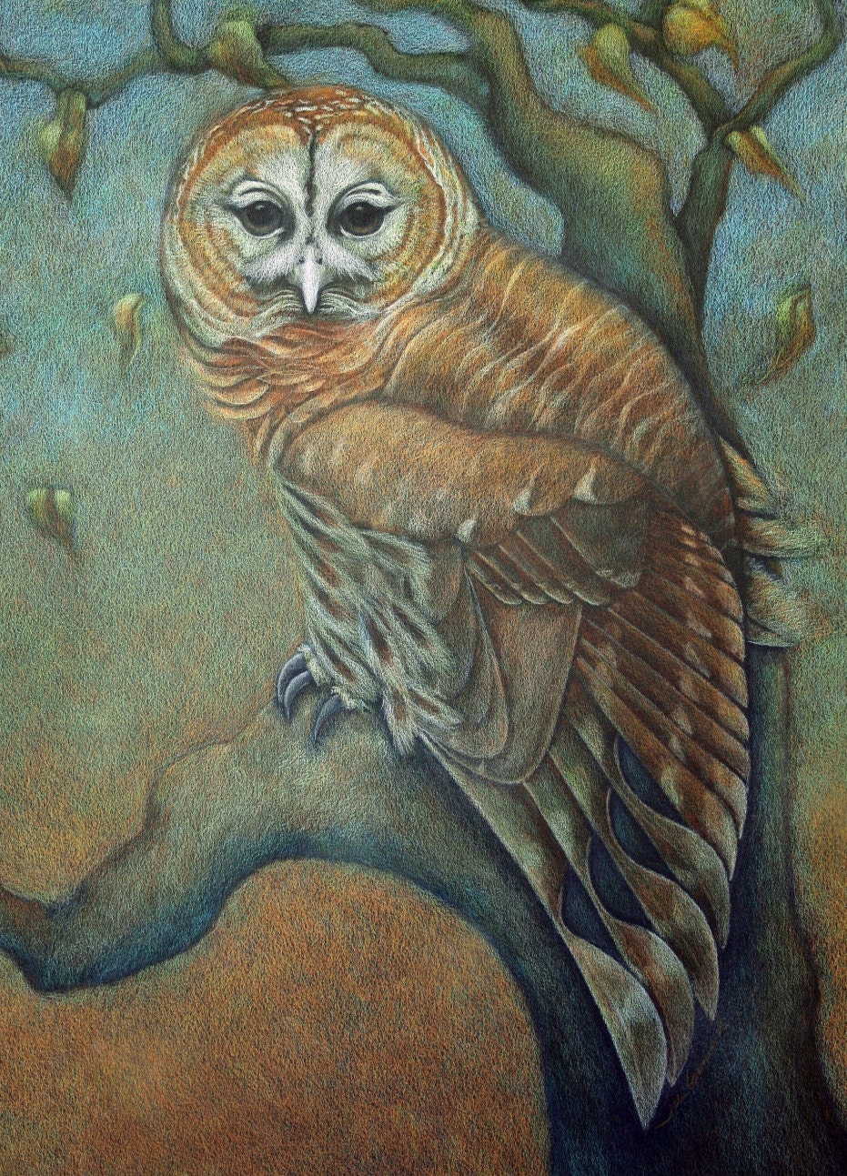 Barred Owl in Tree - Etsy