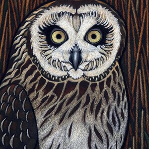 MN Series: Short Eared Owl (special Concern), Narrow Leaved Milkweed ...