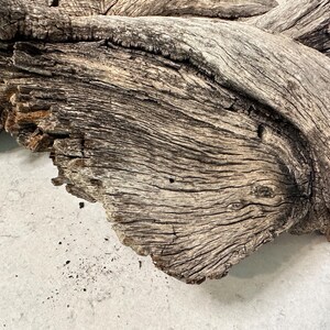 Weathered Mesquite Stump, Rustic Wood, Floral, Terrarium, Fairy Garden ...