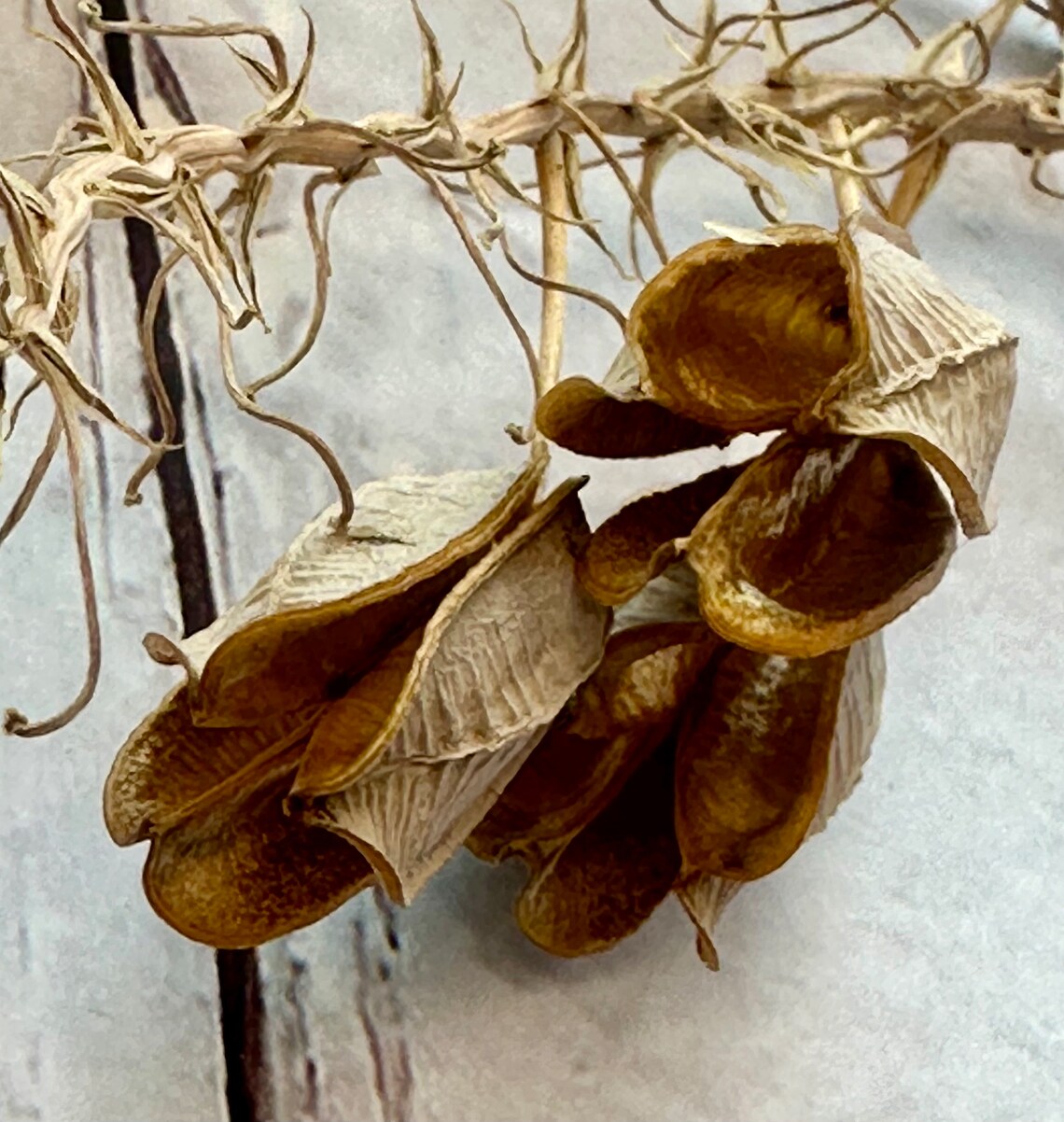 Dried Aloe Vera Cactus, Succulent Seed Pods - Etsy