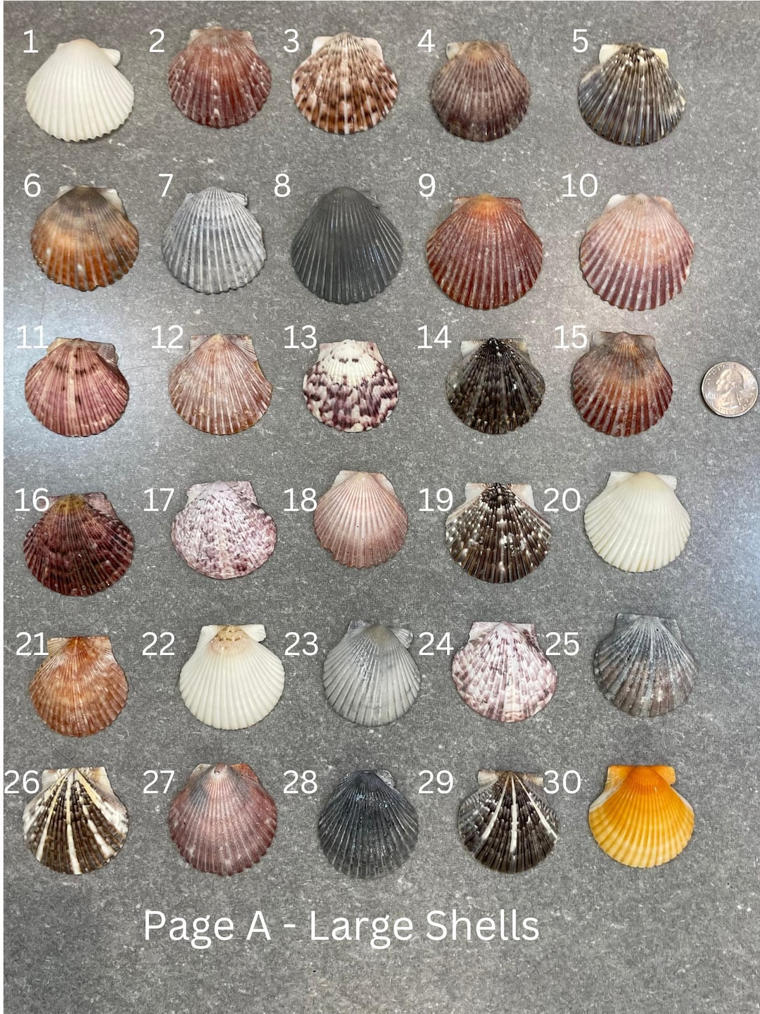 Real Natural Scallop Seashell Pendant Delicate Handmade Custom Florida ...