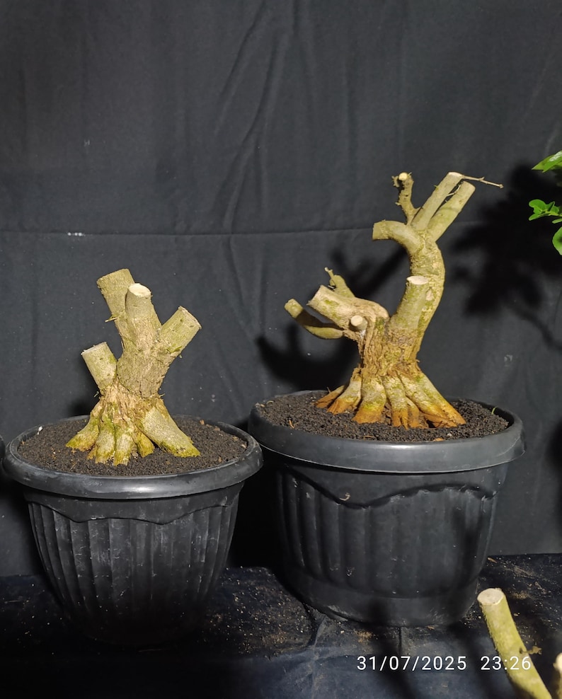 Desmodium Vietnamese Bluebell Bonsai Starter - Trifidacanthus Pre ...