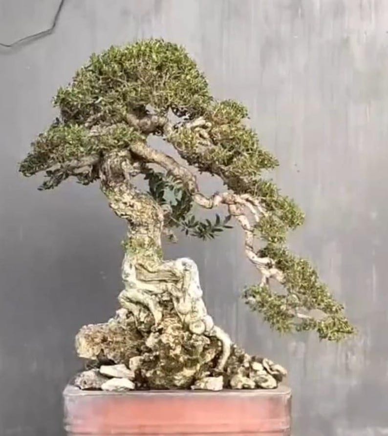 Pemphis Acidula Actual Bonsai Tree || Real Picture - Etsy Canada