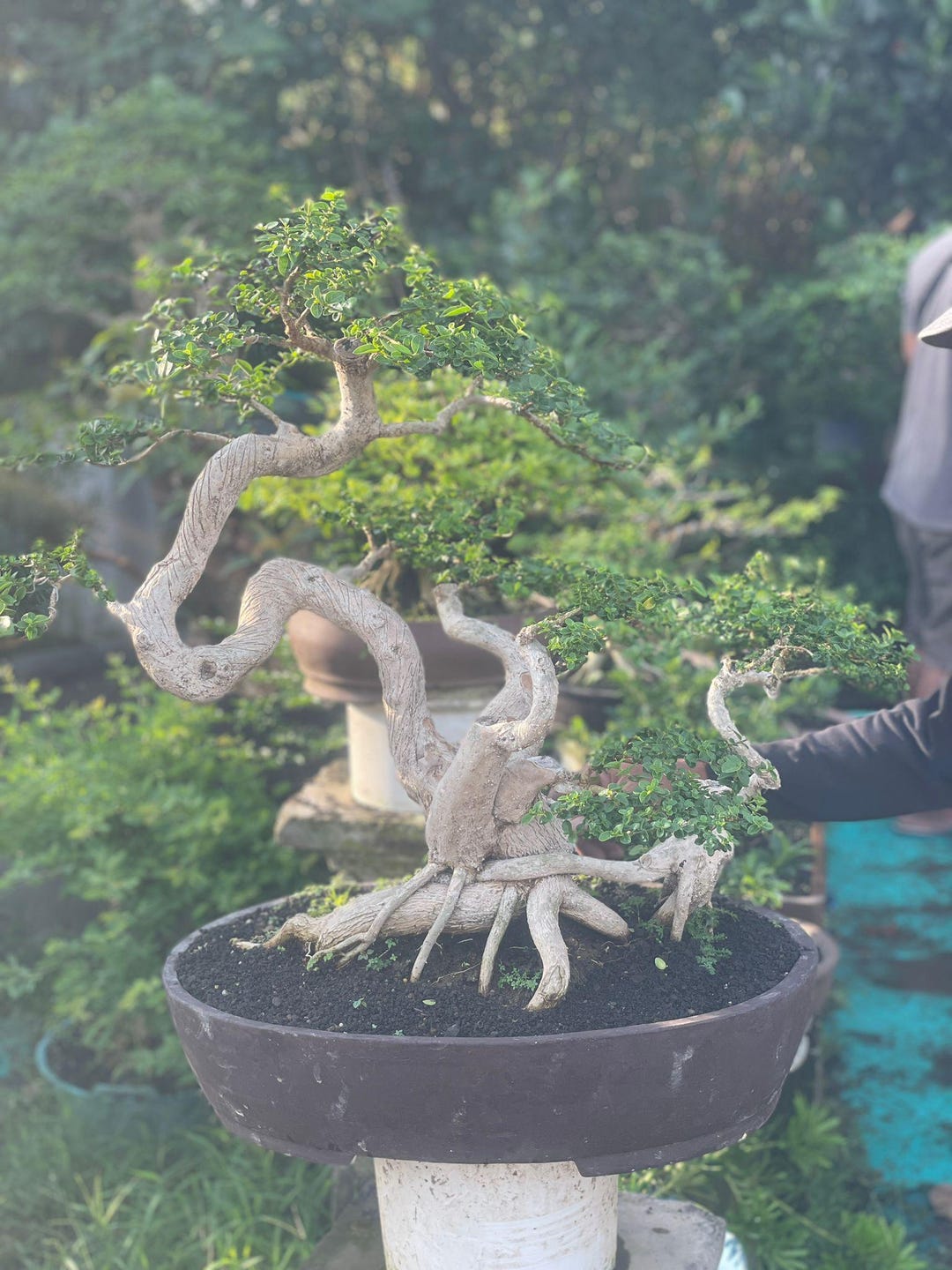 Large Premna Microphylla Bonsai Tree: Actual Tree, Real Picture - Etsy