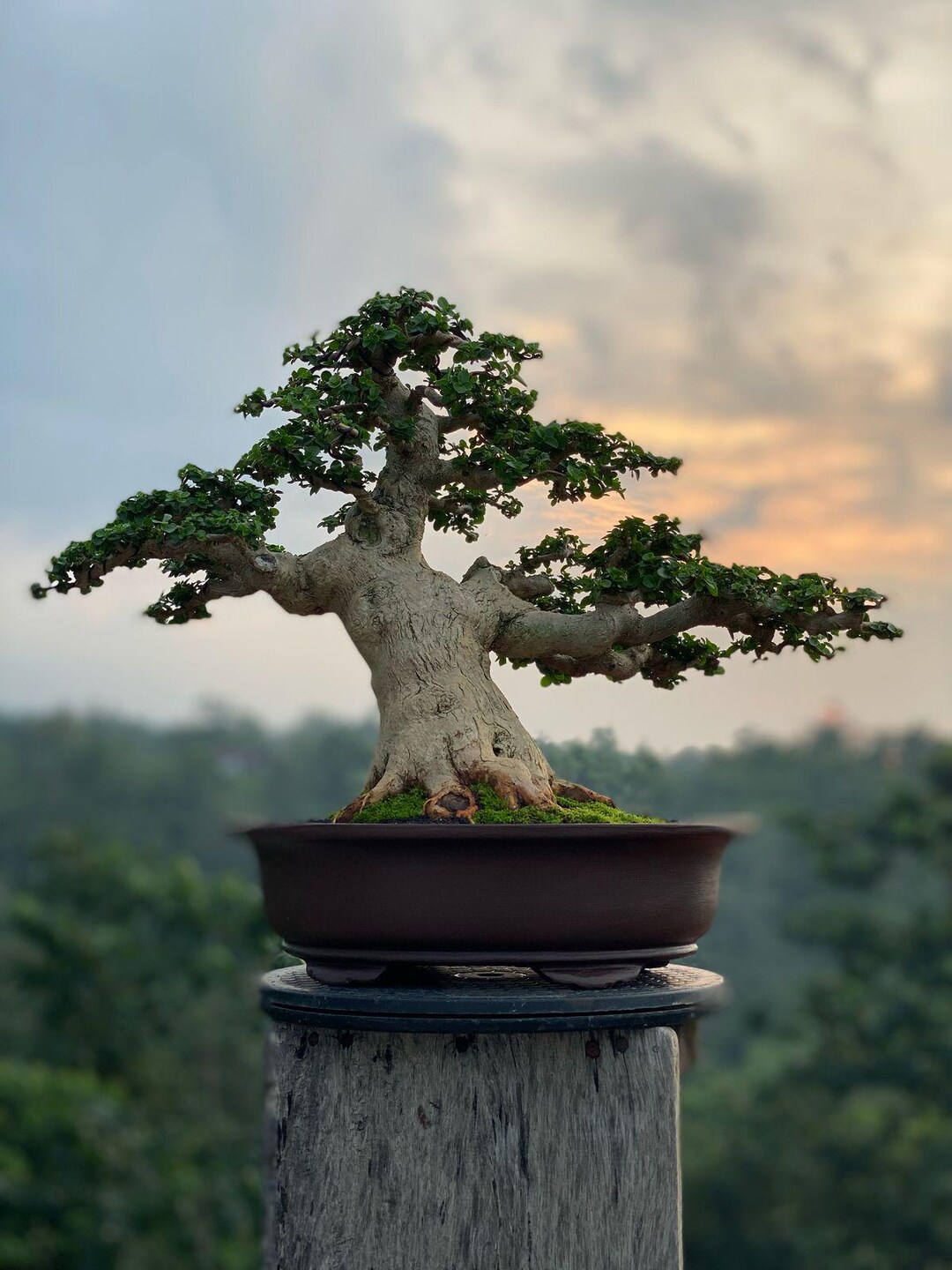 Beautiful !!! Premna Microphylla Bonsai Tree || Actual Bonsai Tree ...