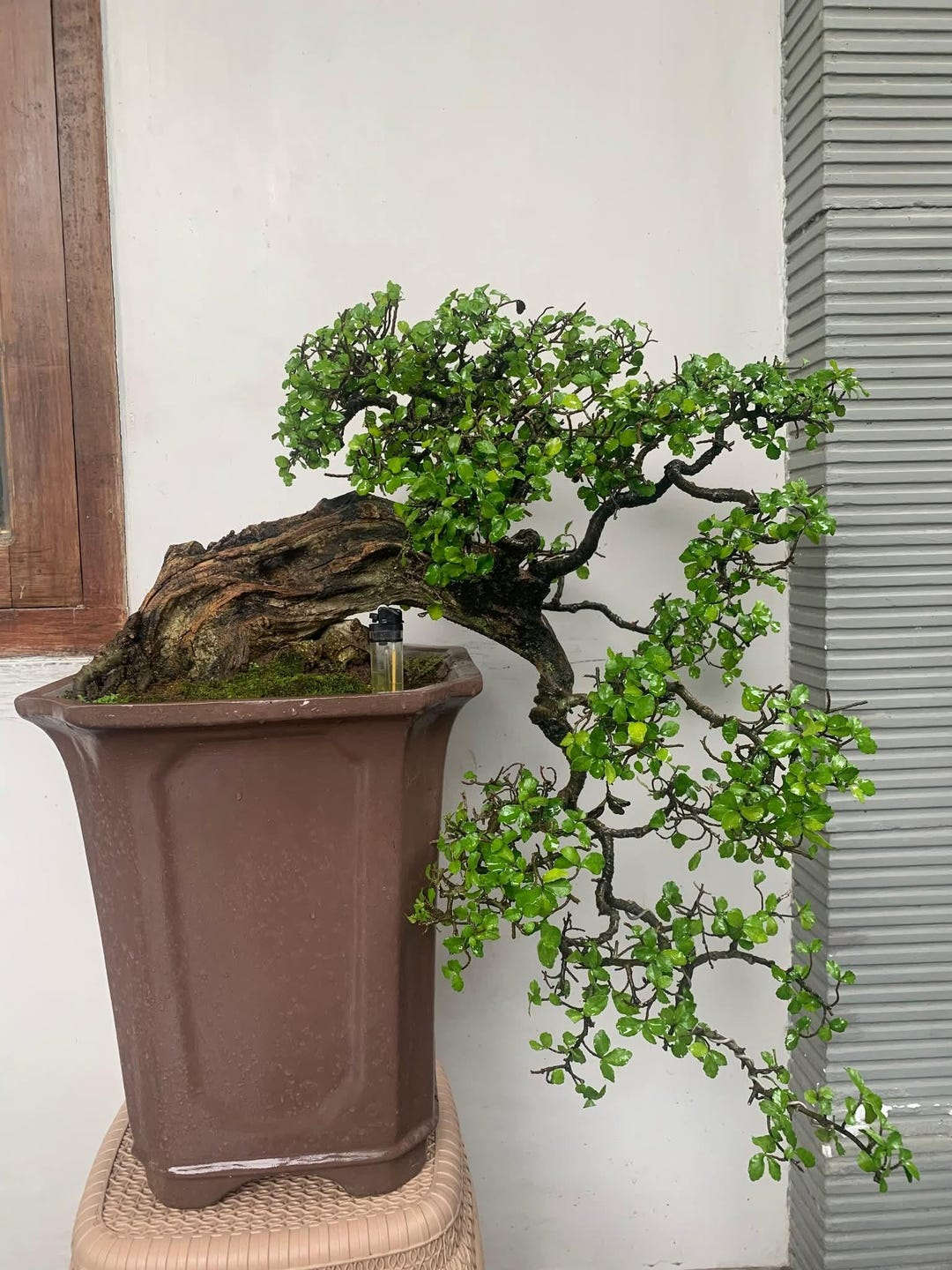 Cascade Style Streblus Asper Bonsai Tree: Real Picture - Etsy