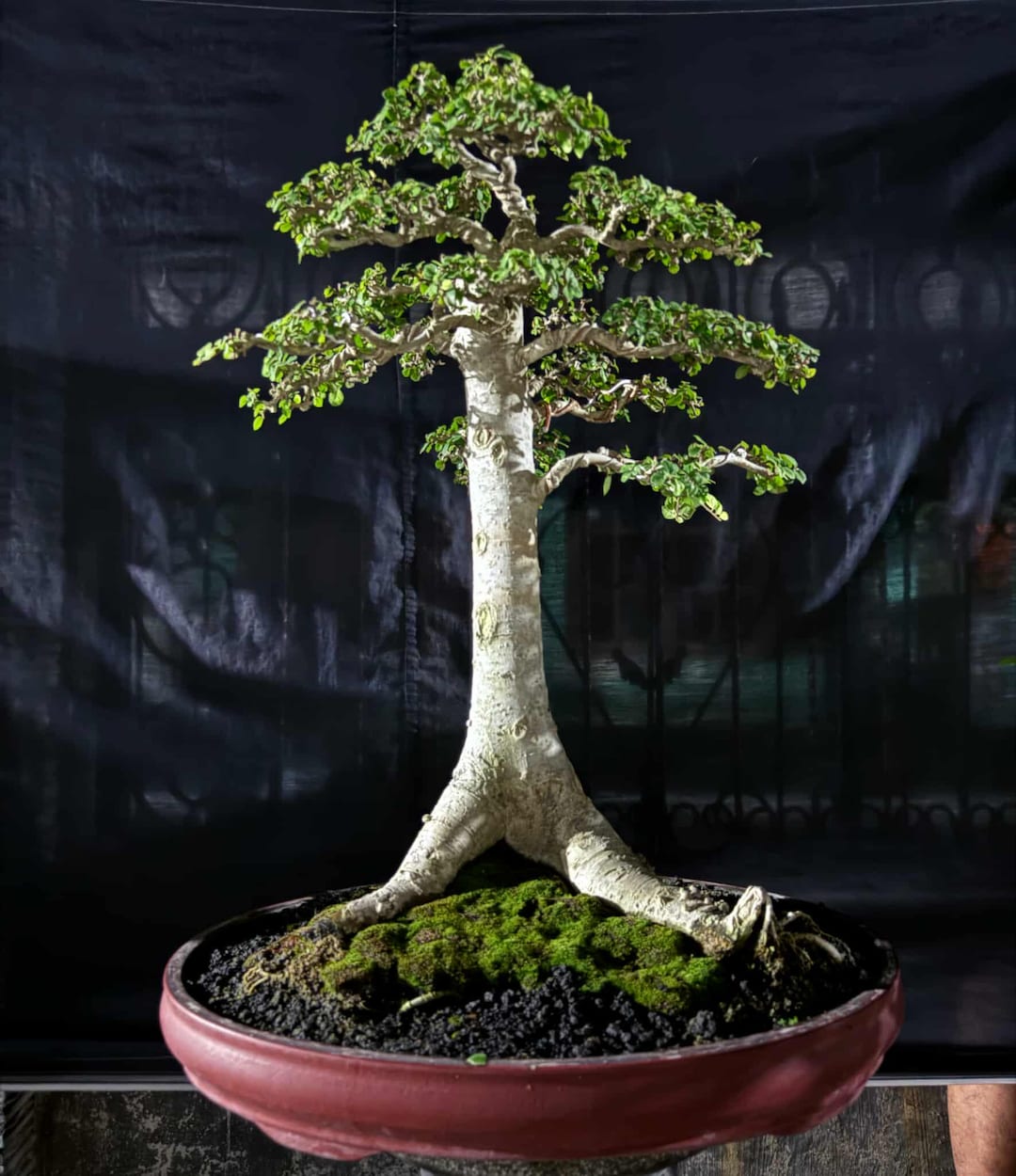 Streblus Asper Bonsai Tree: Actual Tree, Real Picture - Etsy Australia