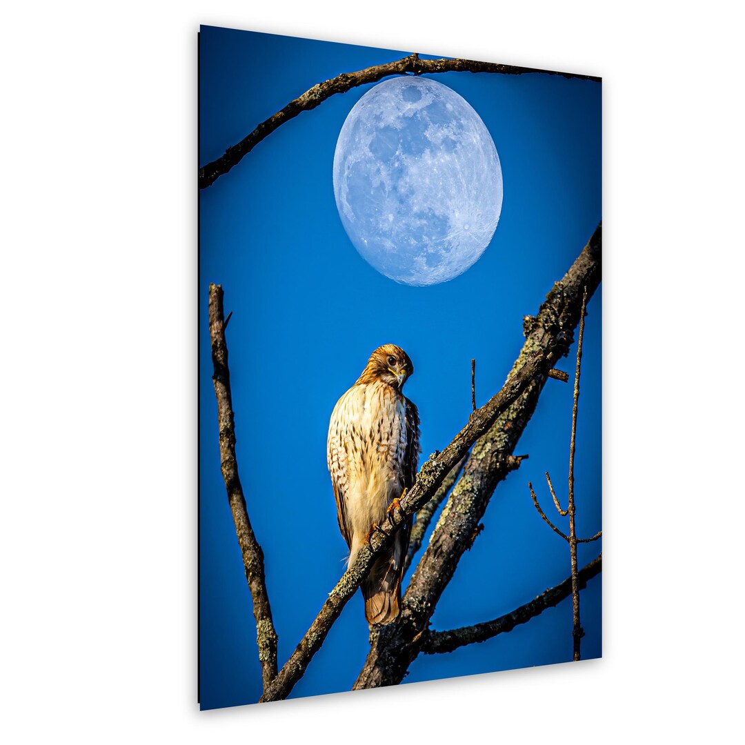 Moonlit Sentinel – Red-tailed Hawk & Full Moon Wildlife Photography ...