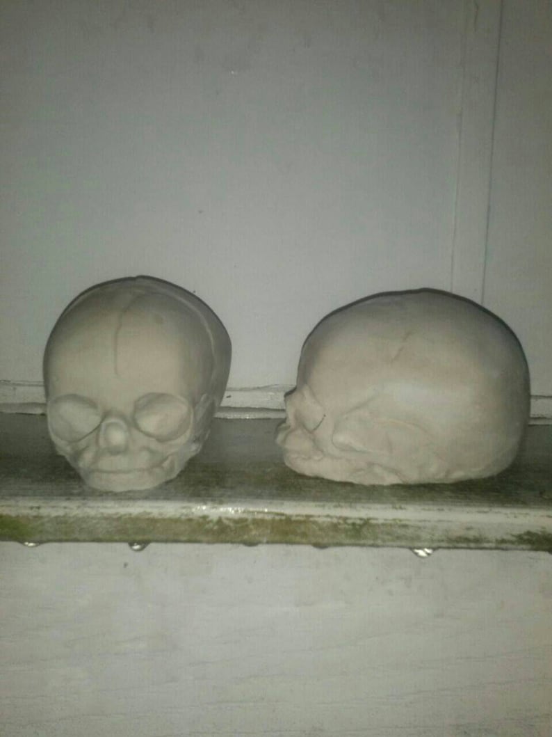 Wholesale 10ct Baby Skull Head Real Size Fetus Goth Oddity - Etsy