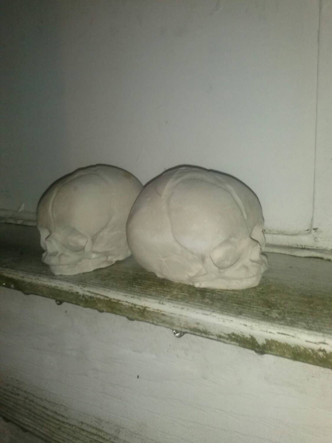 Wholesale 10ct Baby Skull Head Real Size Fetus Goth Oddity - Etsy