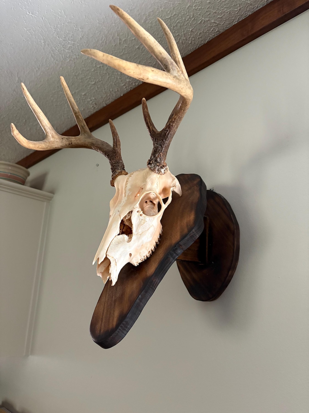 Deer European Skull Mount - Etsy