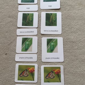 Butterfly Life Cycle 3 Part Montessori Cards Science Homeschool - Etsy