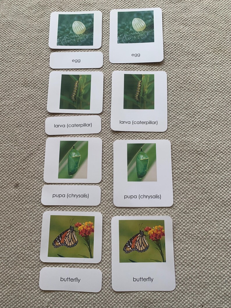 Butterfly Life Cycle 3 Part Montessori Cards Science Homeschool - Etsy