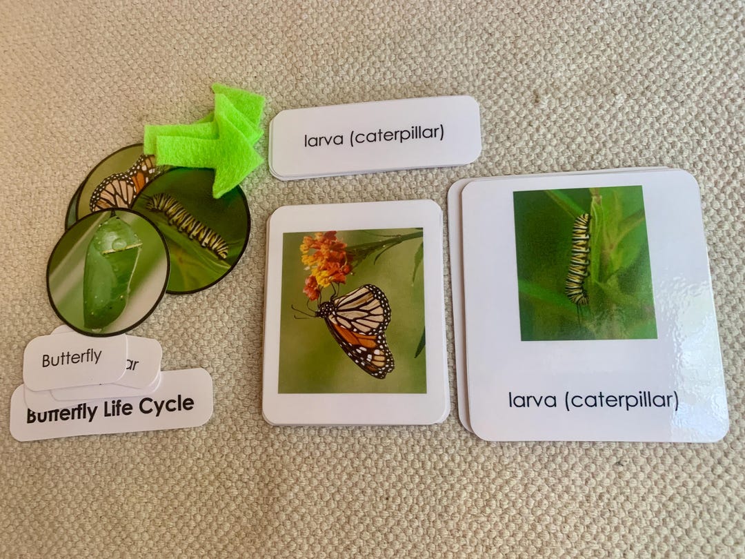 Butterfly Life Cycle 3 Part Montessori Cards Science Homeschool Set - Etsy