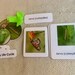Butterfly Life Cycle 3 Part Montessori Cards Science Homeschool - Etsy