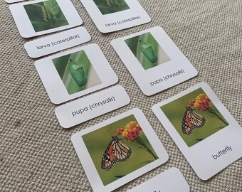 Montessori 3 Part Cards Butterfly Life Cycle - Etsy