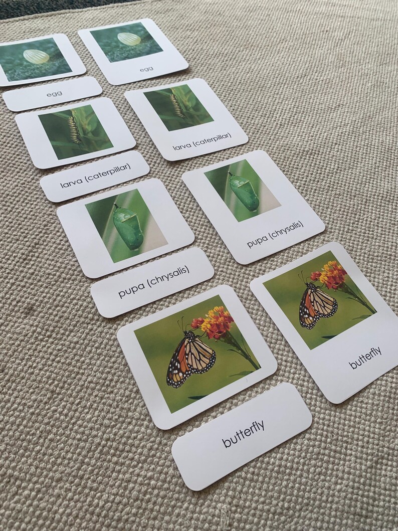 Butterfly Life Cycle 3 Part Montessori Cards Science Homeschool - Etsy