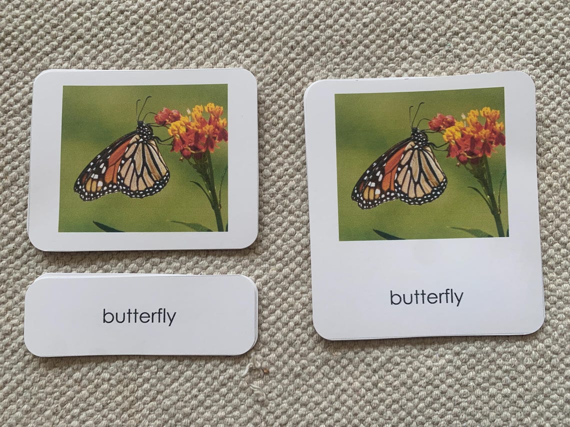 Butterfly Life Cycle 3 Part Montessori Cards Science Homeschool - Etsy