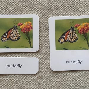 Butterfly Life Cycle 3 Part Montessori Cards Science Homeschool - Etsy