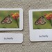 Butterfly Life Cycle 3 Part Montessori Cards Science Homeschool - Etsy