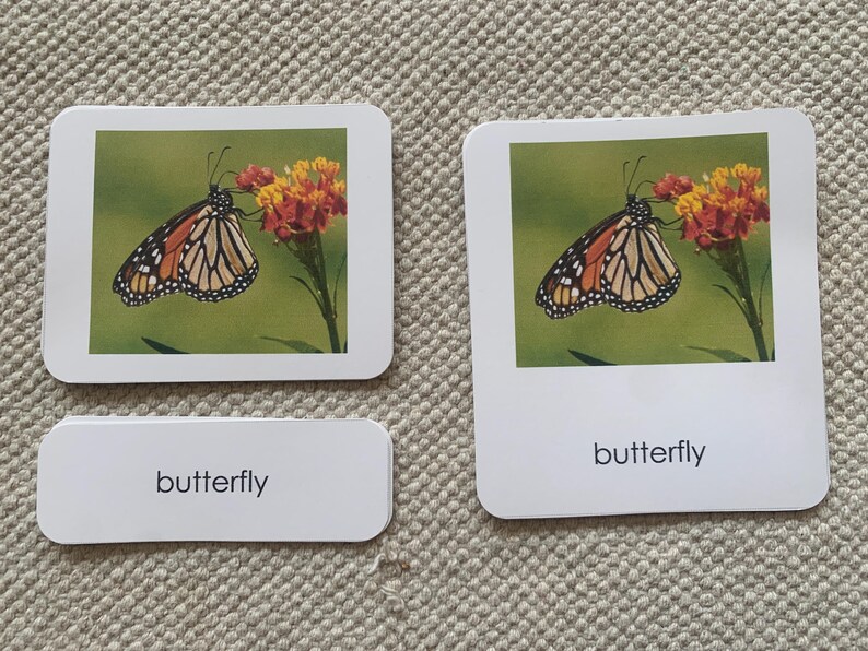 Butterfly Life Cycle 3 Part Montessori Cards Science Homeschool - Etsy