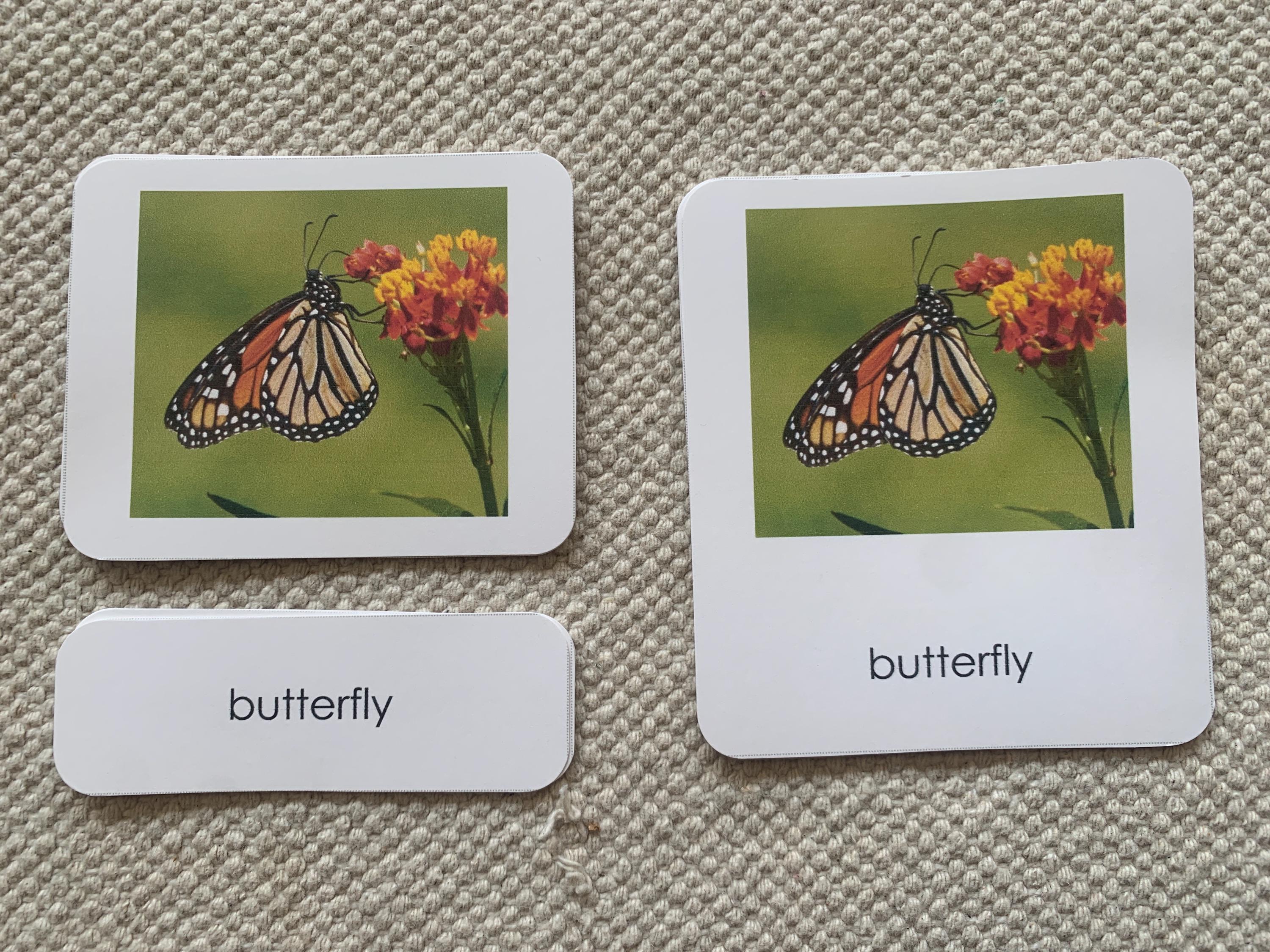 Butterfly Life Cycle 3 Part Montessori Cards Science Homeschool - Etsy
