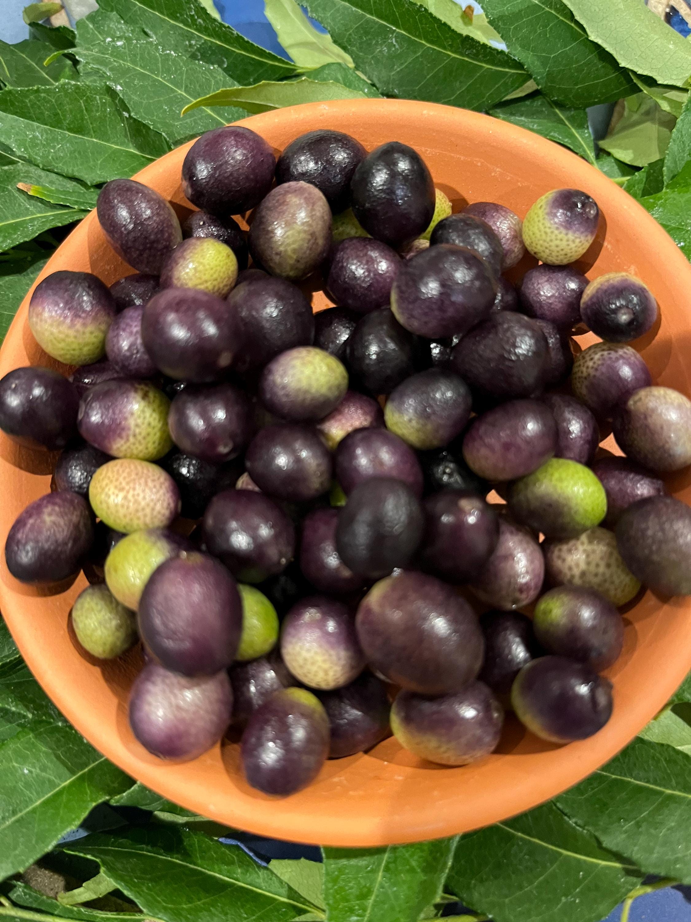 15 Fresh Curry Leaf Seeds: Murraya Koenigii + 5 Free Stems of Curry ...