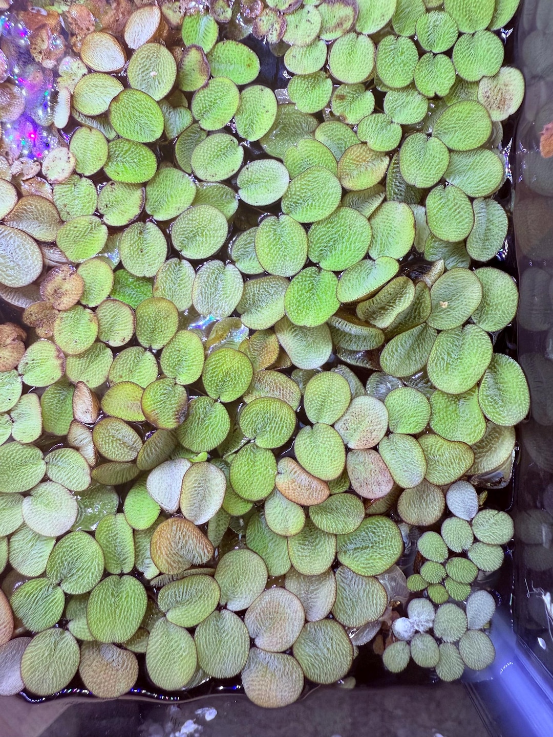 Water Spangles, Salvinia Minima, Live Aquarium/aquatic/floating/pond ...