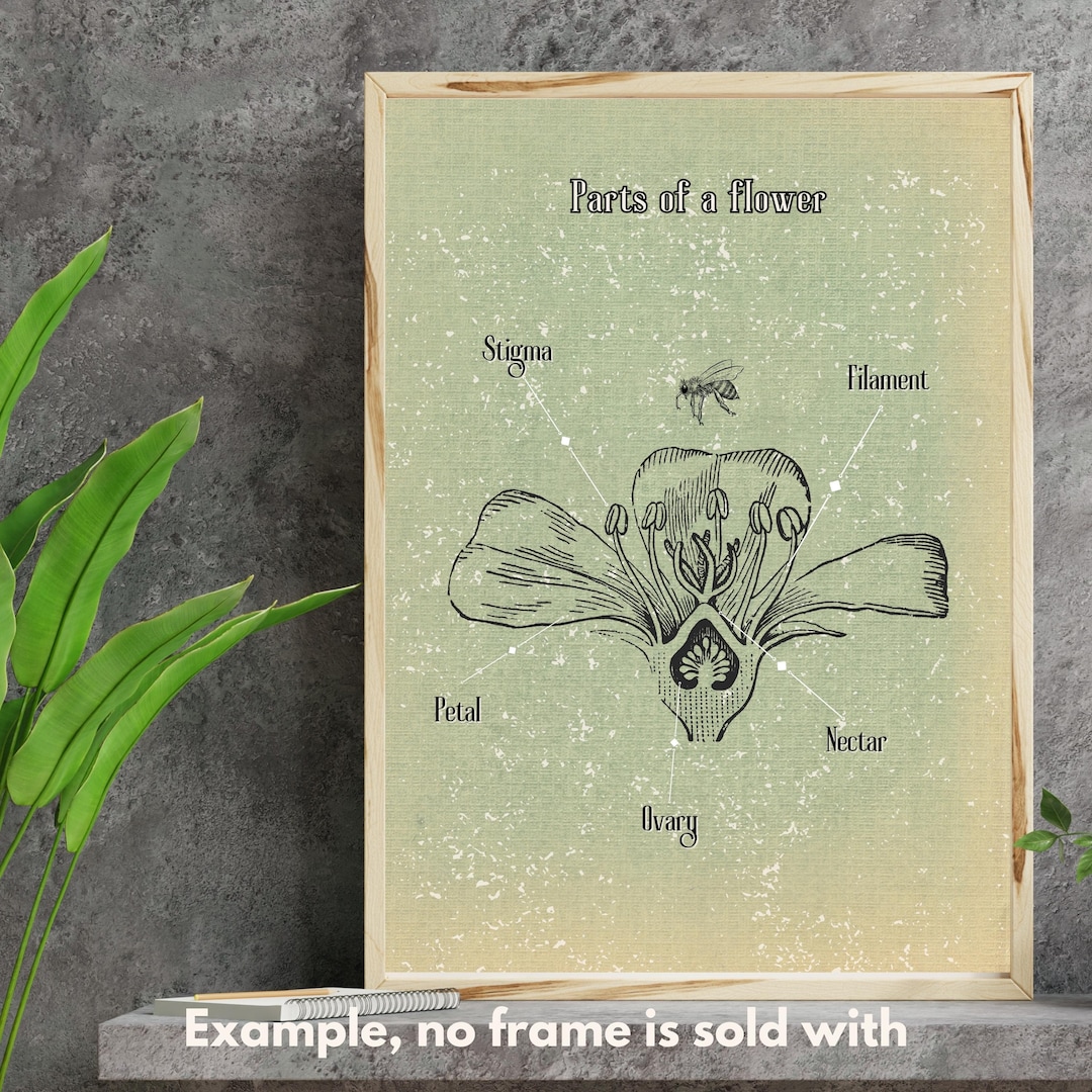 Flower Structure Poster, Plant Identification Poster, Educational ...