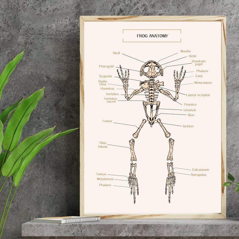 Frog Anatomy - Etsy