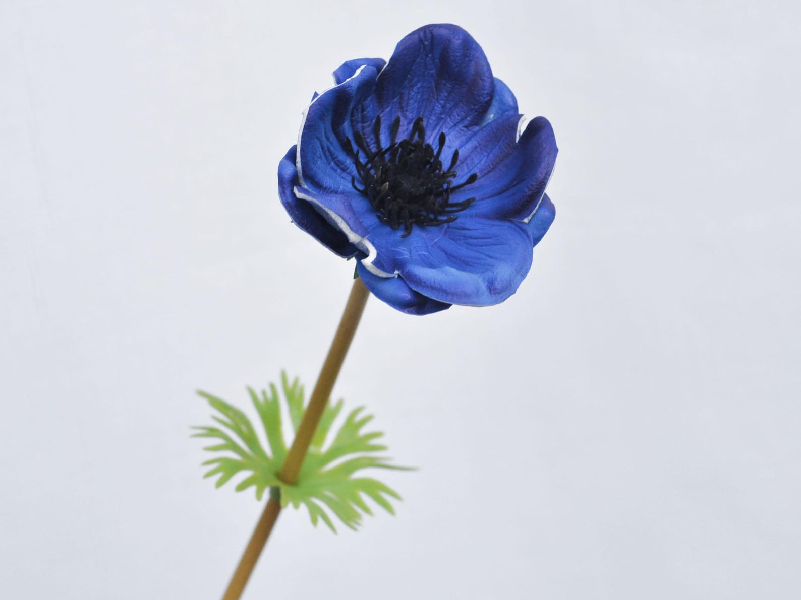 Real Touch Royal Blue Anemones/navy Blue Anemones/white Anemones/diy ...