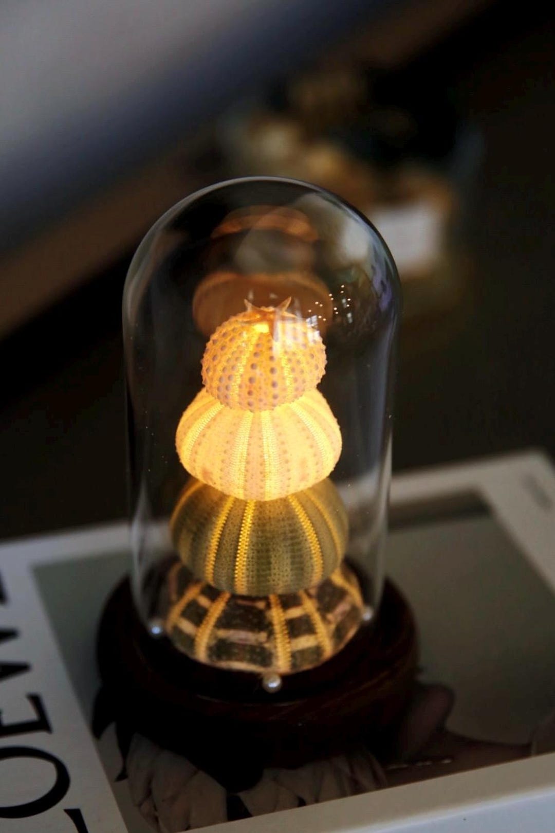 DIY Ocean Lamp Kit With Real Sea Urchin Shells Glass Dome Ocean Night ...