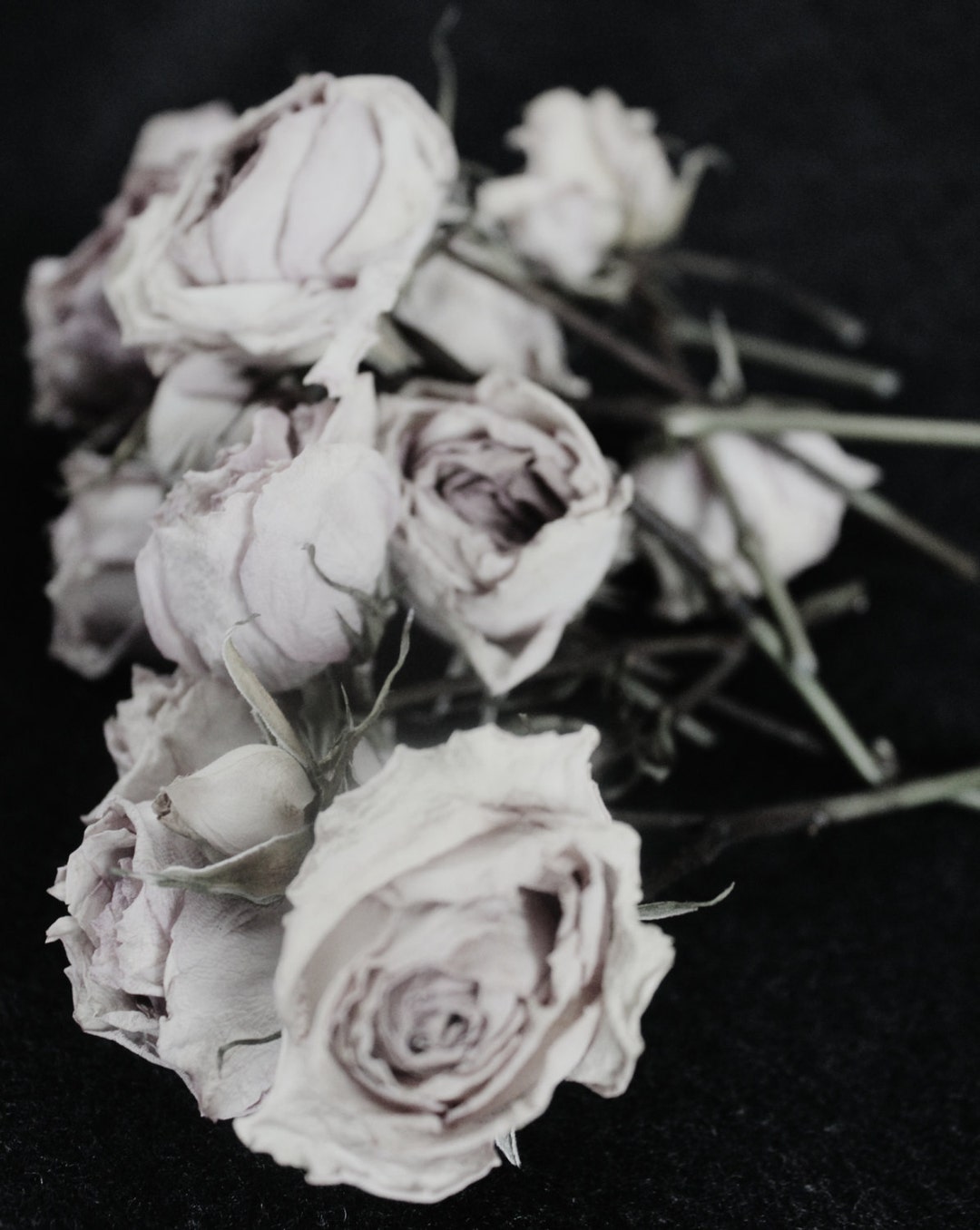 Black and White Roses Side View - Etsy