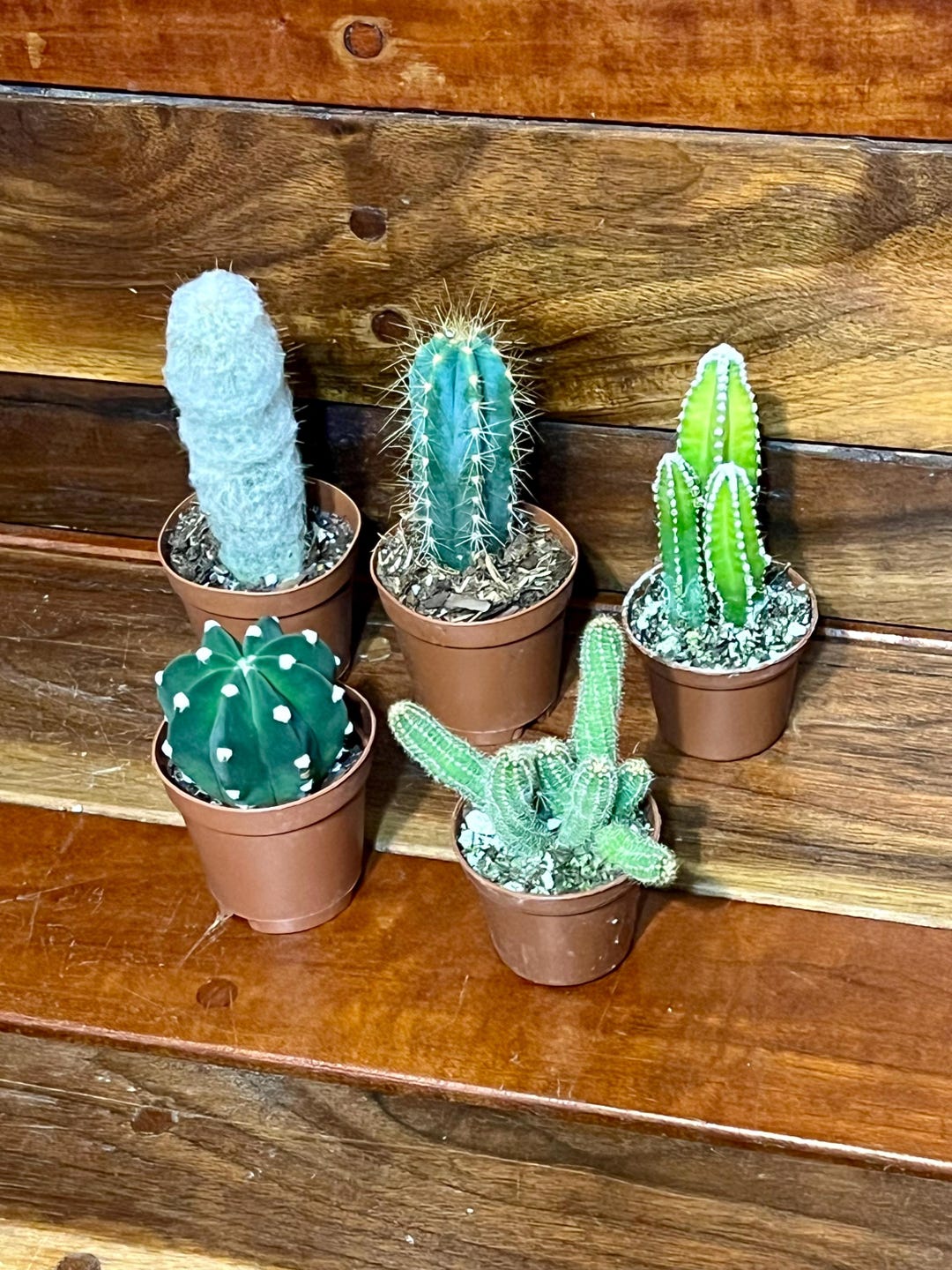 Five 5 Cacti Pack, 2 Inch Assorted Cactus Pack, Old Man Cactus, Fairy ...