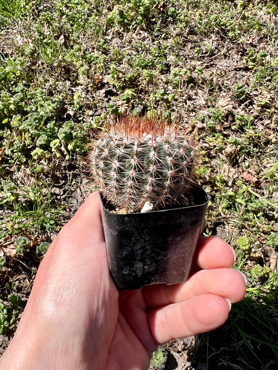 2 Inch Parodia Rutilans, Notocactus, Pink Ball Cactus Plant, 2" Live ...