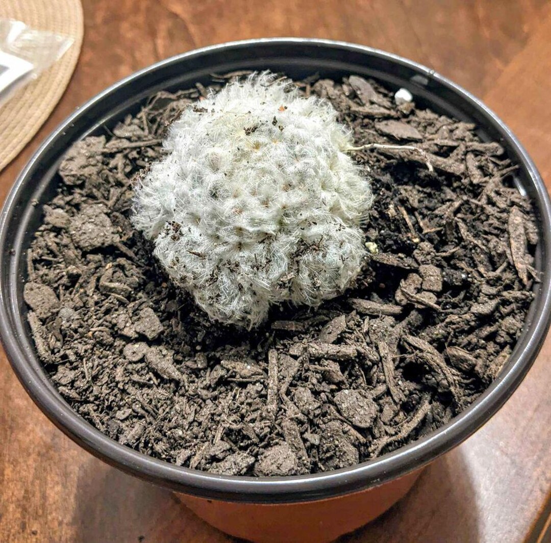Feather Cactus mammillaria Pulmosa Cactus Plant, Live Succulent Plant ...
