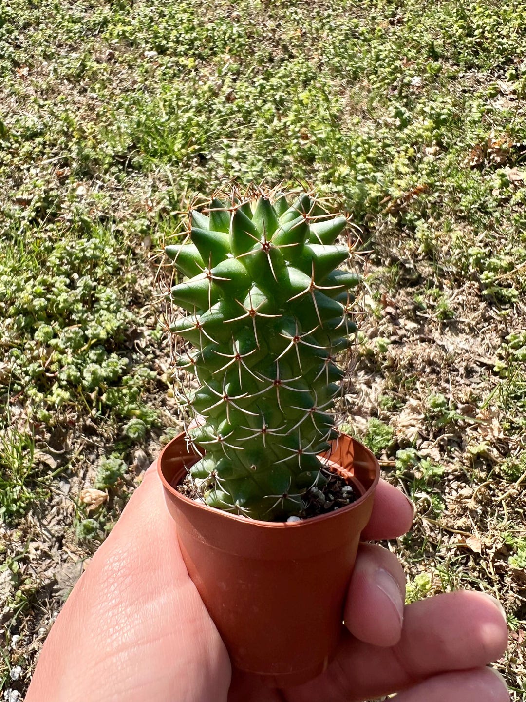 Coryphantha Clavata 2 Inch Cactus, Live Cactus, Live Succulent, Easy ...