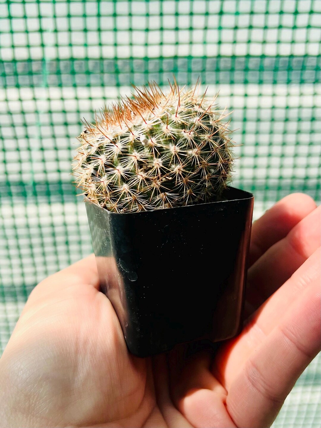2 Inch Parodia Rutilans, Notocactus, Pink Ball Cactus Plant, 2" Live ...