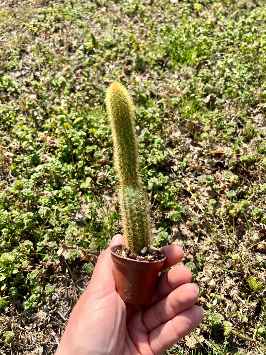 2 Inch Golden Rattail Cactus Plant, Cleistocactus Winteri 2" Live ...
