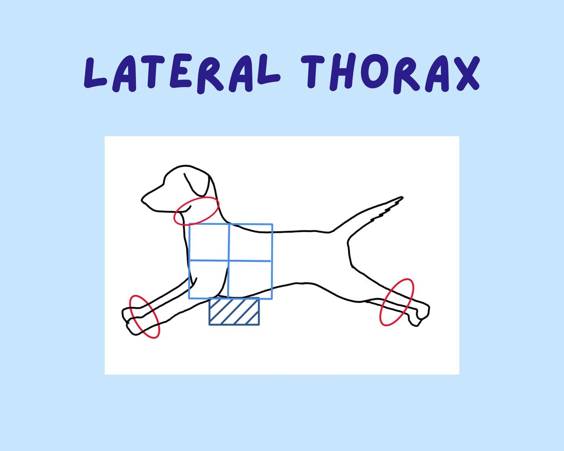 Veterinary Nurse OSCE X-ray Guide | Comprehensive Study Aid for Vet ...