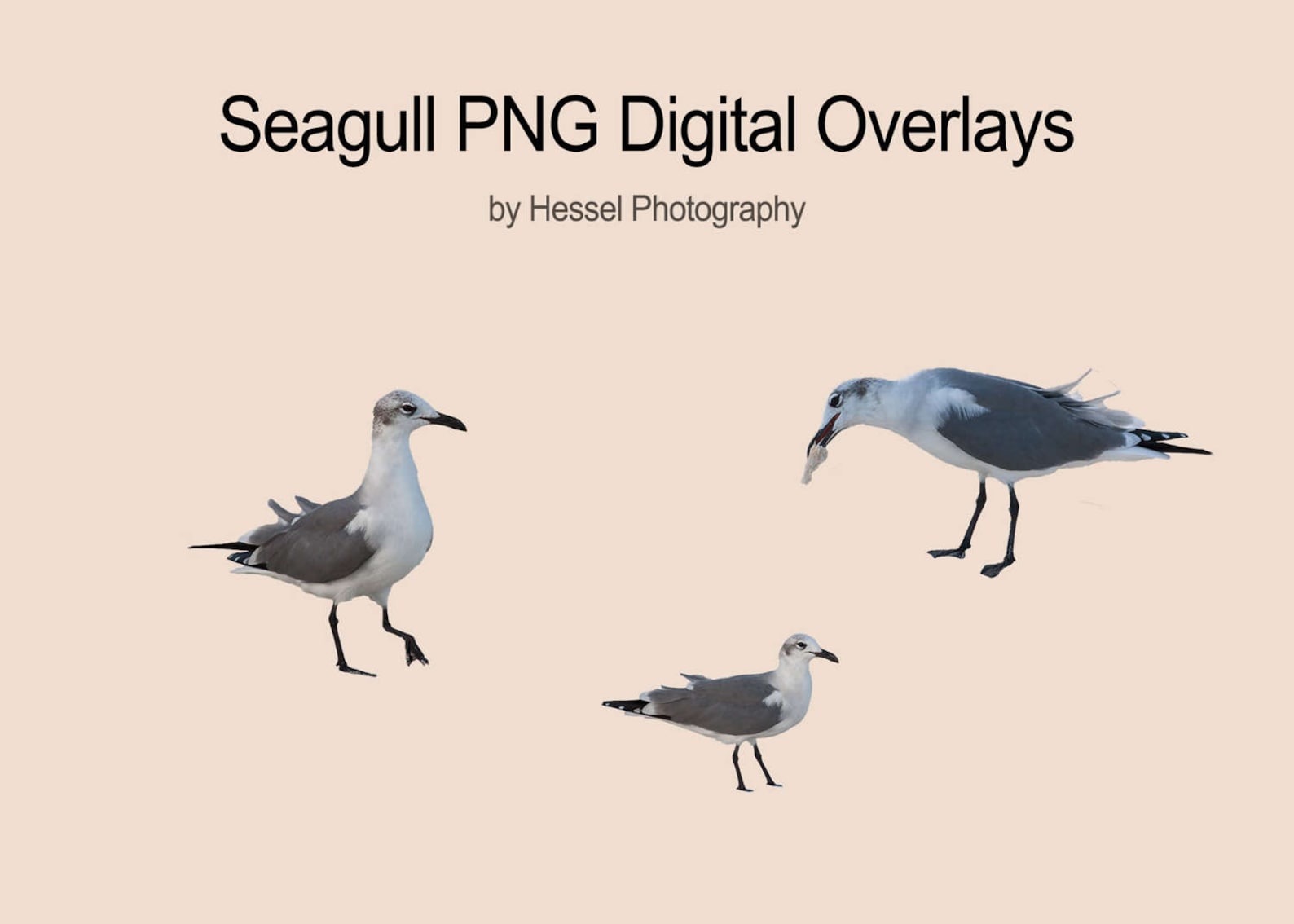 Seagull PNG Digital Overlay Photoshop Overlays Seagull - Etsy
