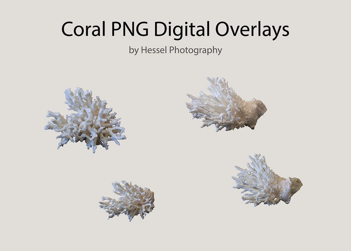 Coral PNG Digital Overlay Photoshop Overlays Clipart Coral - Etsy