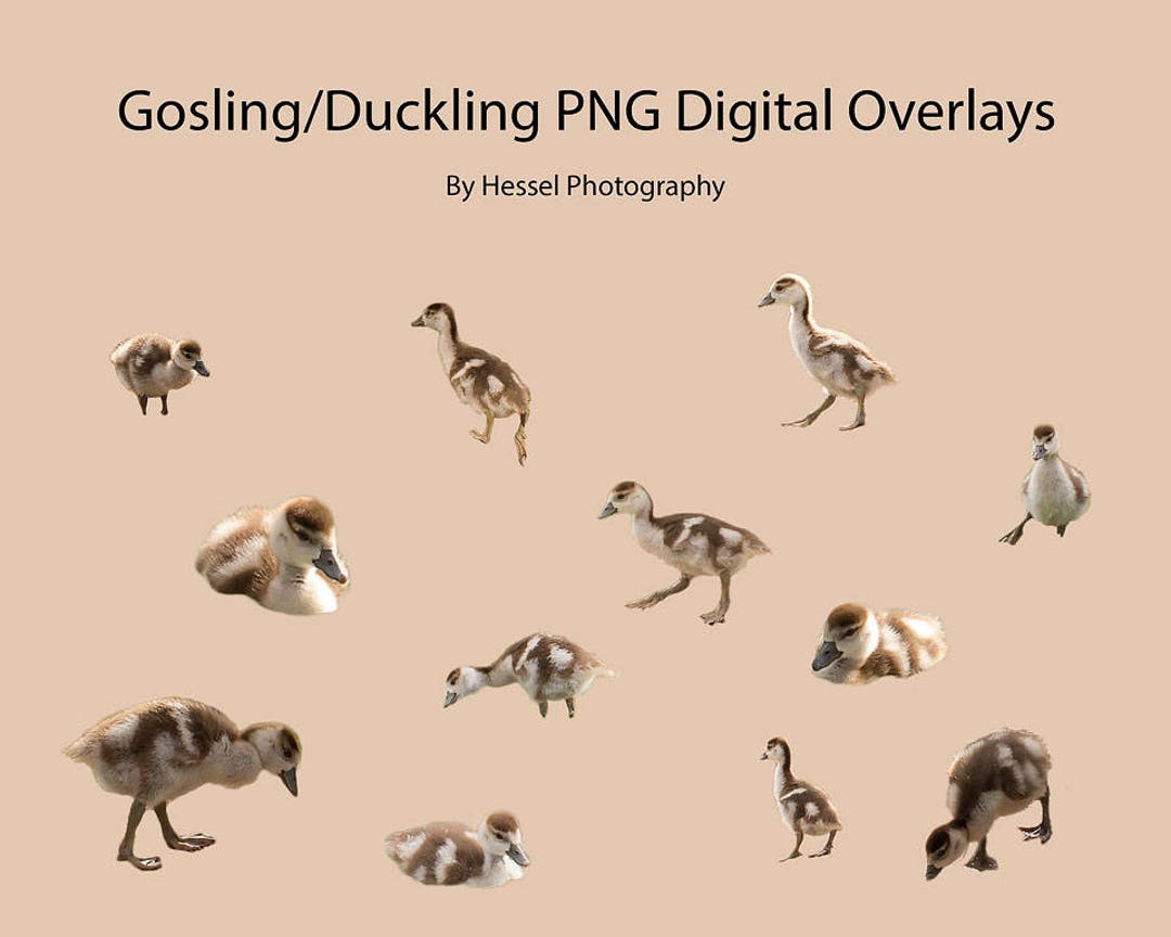 Gosling PNG Digital Overlay, Animal Overlays, Gosling Stock, Digital ...