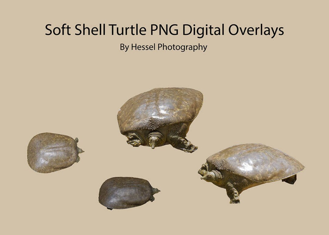 Turtle PNG Digital Overlay, Photoshop Overlays, Turtle Stock, Digital ...