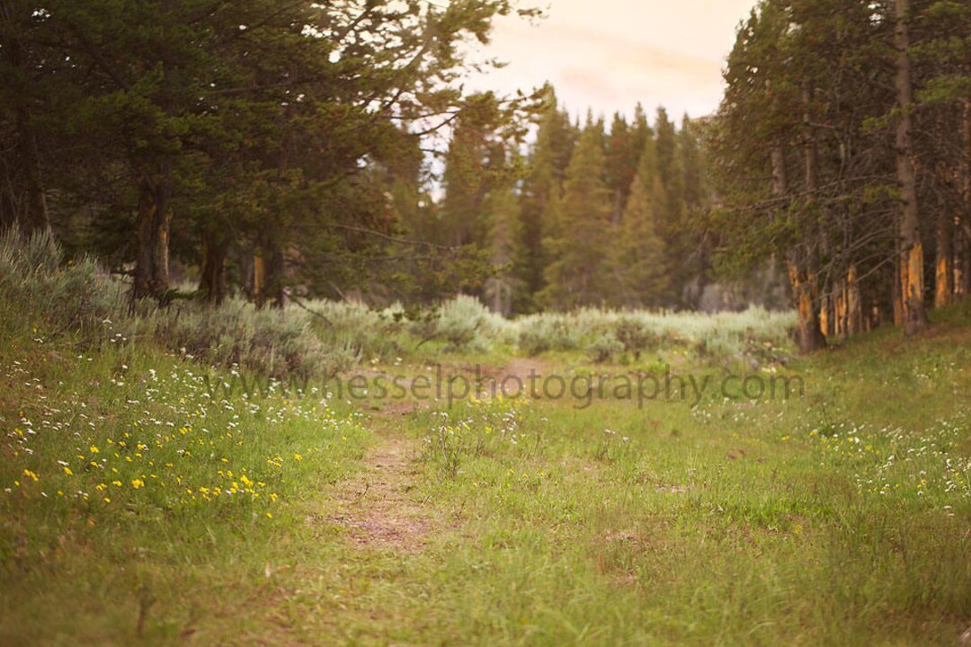 Forest Path Field Digital Background, Wooded Path, Digital Backdrop ...