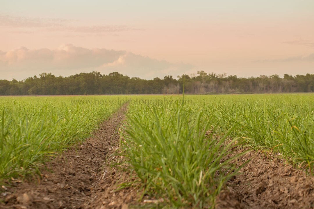 Sugar Cane Field Background, Cane Field, Digital Backdrop, Photography ...