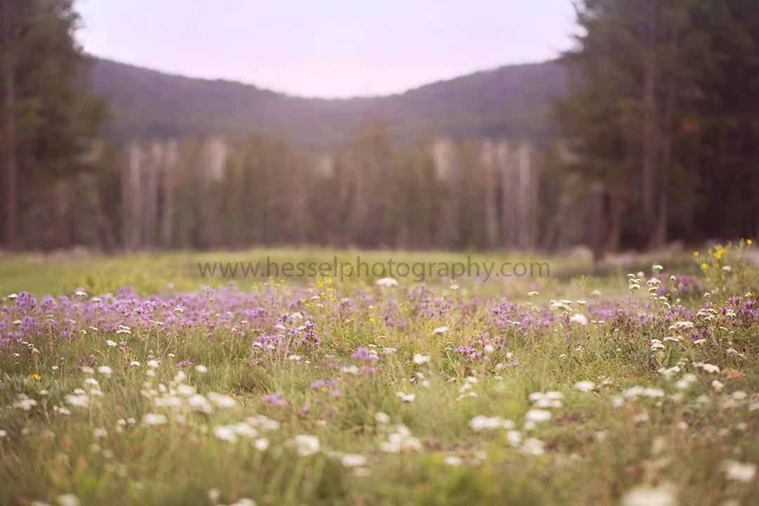 Forest Flower Field Digital Background, Flowers, Forest, Digital ...